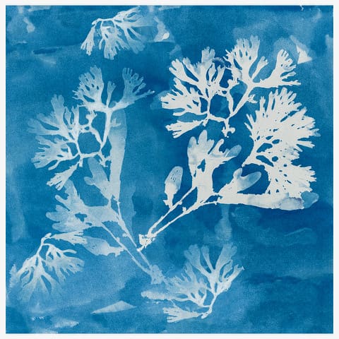 Art and Algae – Print-Making Workshop