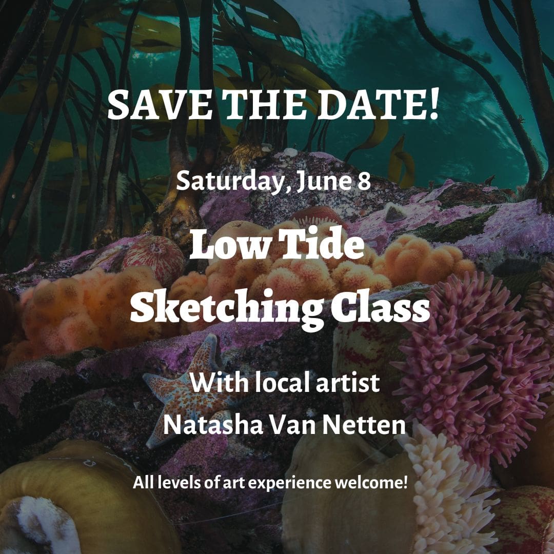 Low Tide Sketching Class with Natasha Van Netten