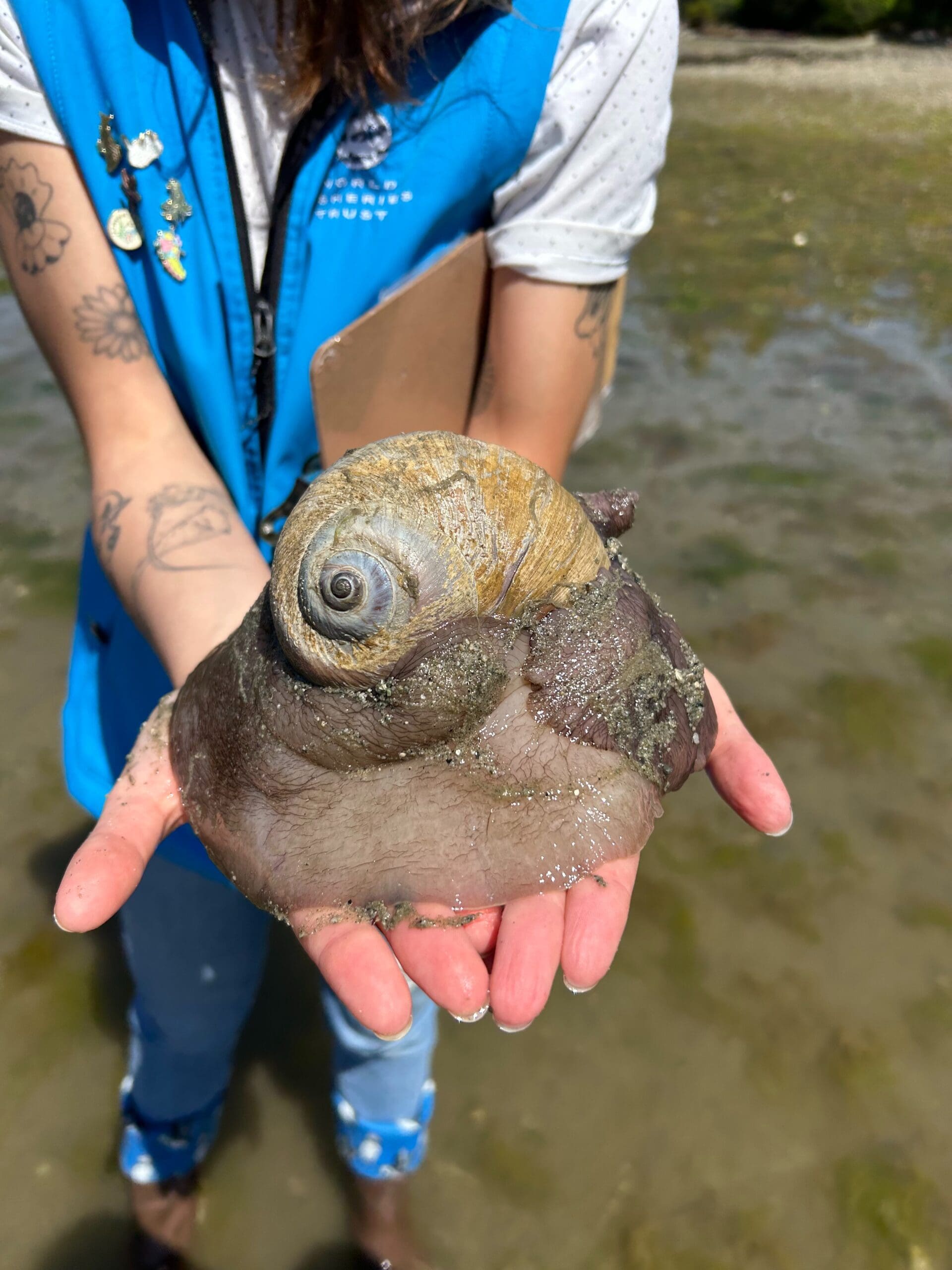 Intertidal Walk with Seaquaria