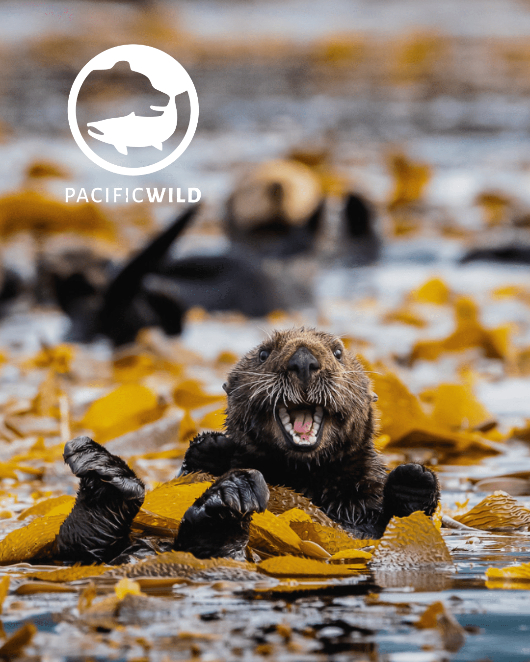 Return of the Sea Otter: How Conservation Brought a Keystone Species Back