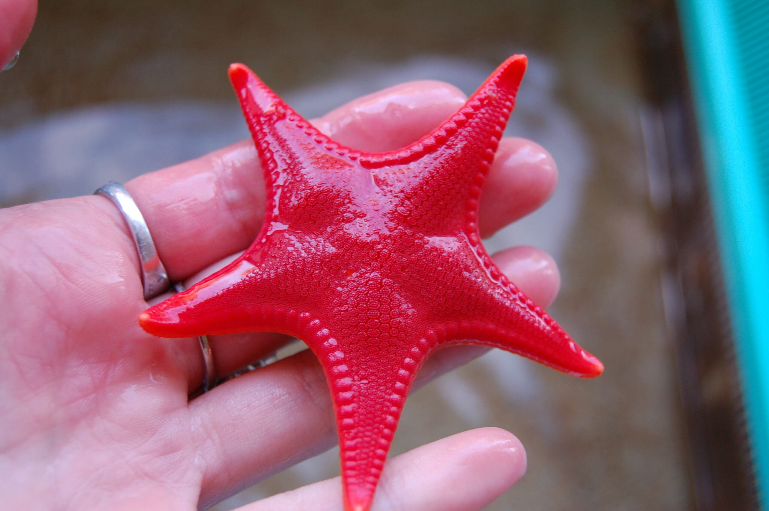 Bamfield Marine Sciences Centre Live Lab: Marine Invertebrates of the ...